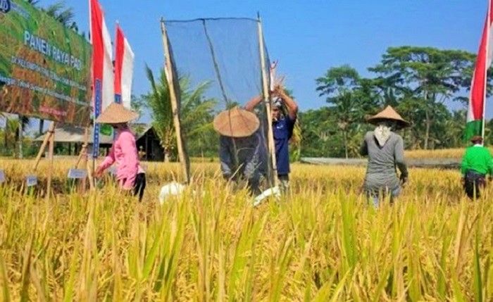 Petani Tulang Punggung Indonesia Petani Tulang Punggung Indonesia