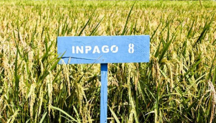 Pengembangam Varietas Padi Gogo Inpago 8 di Tojo Una Una
