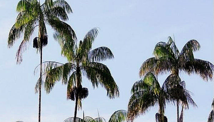 Andre Pratama Kecam Adanya Dugaan Penyelundupan Kayu Nibung