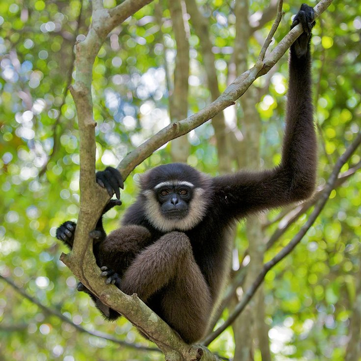 Borneo Peatlands - Overview