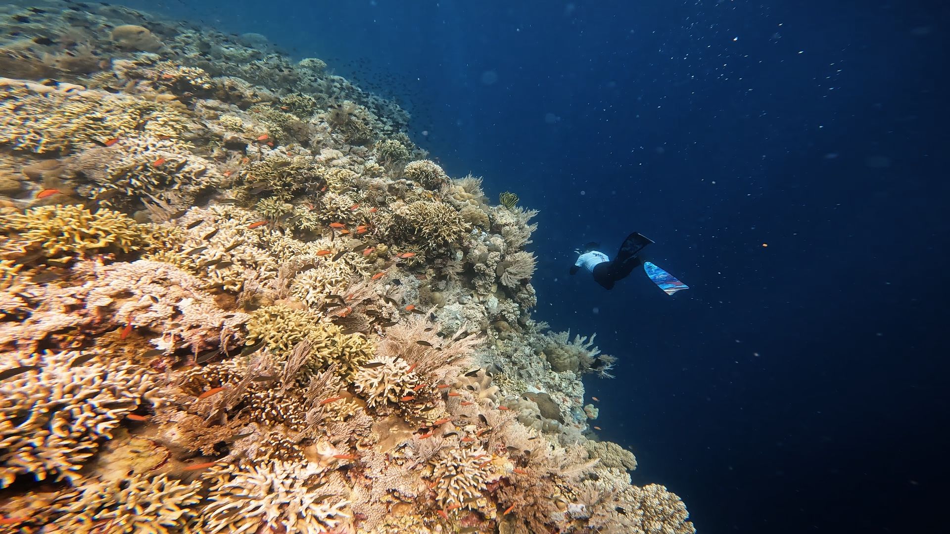 4D3N East Selayar Trip | Dive Into Selayar's Underwater Beauty and ...