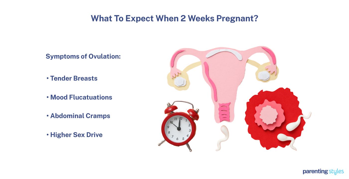 2 Weeks Pregnant Symptoms: Week 2 Of Pregnancy And Preconception Tips