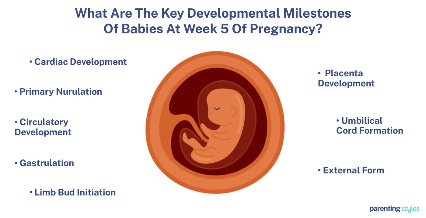 5 Weeks Pregnant Symptoms: Week 5 Of Pregnancy And Healthy Tips