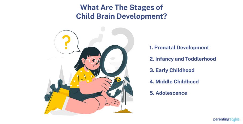 Stages Of Child Brain Development
