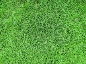 11 Jenis Rumput Taman yang Cocok untuk Rumah Anda - Pashouses