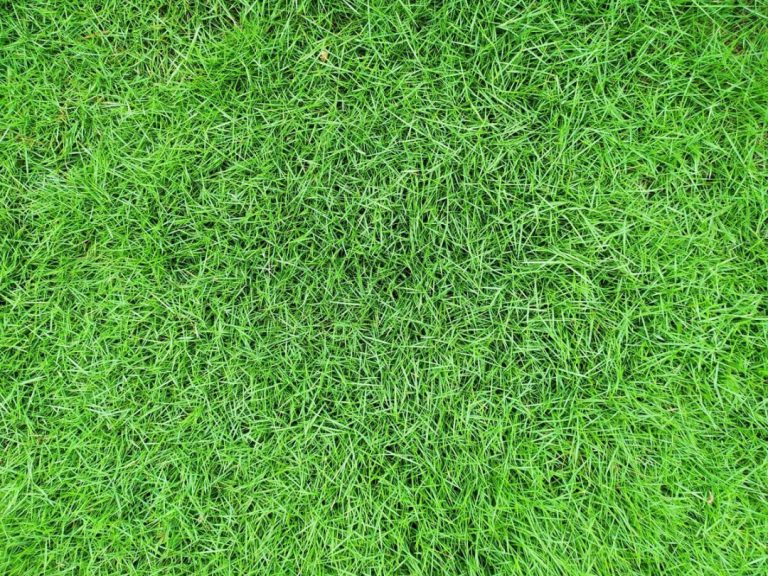 11 Jenis Rumput Taman yang Cocok untuk Rumah Anda - Pashouses