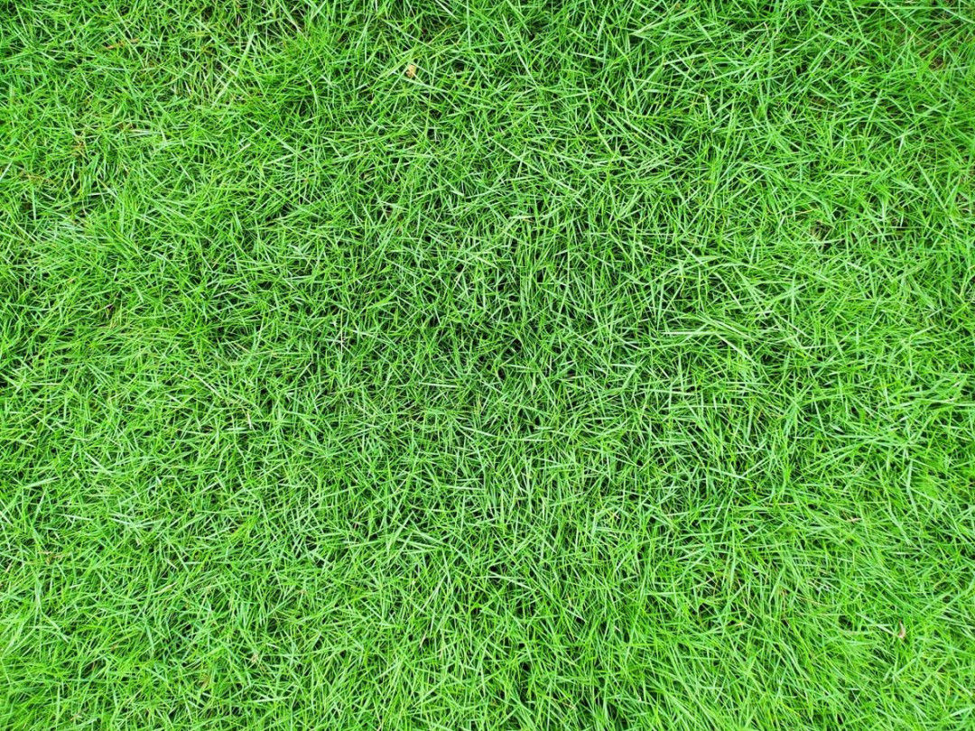 11 Jenis Rumput Taman yang Cocok untuk Rumah Anda - Pashouses