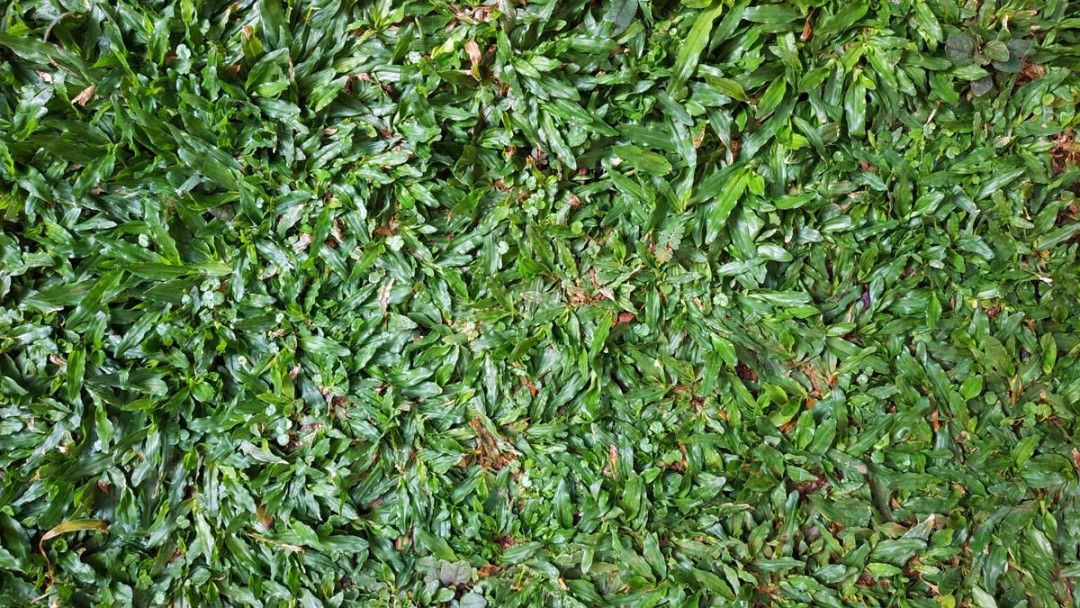 11 Jenis Rumput Taman yang Cocok untuk Rumah Anda - Pashouses