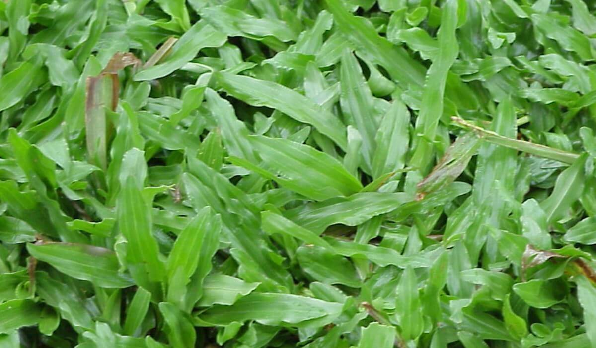 11 Jenis Rumput Taman yang Cocok untuk Rumah Anda - Pashouses