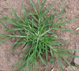 11 Jenis Rumput Taman yang Cocok untuk Rumah Anda - Pashouses