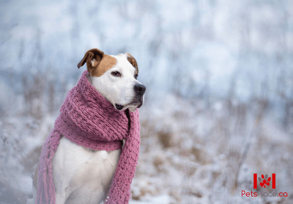 Managing Your Pets During The Winter In Canada