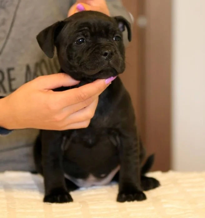 Cuccioli Staffy