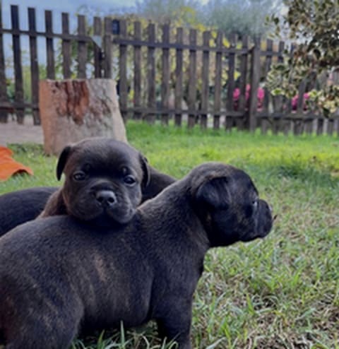 Cuccioli Staffy