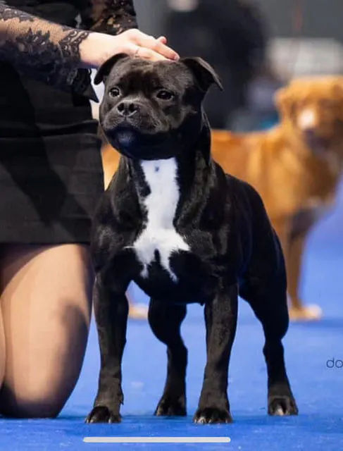 Cuccioli Staffy