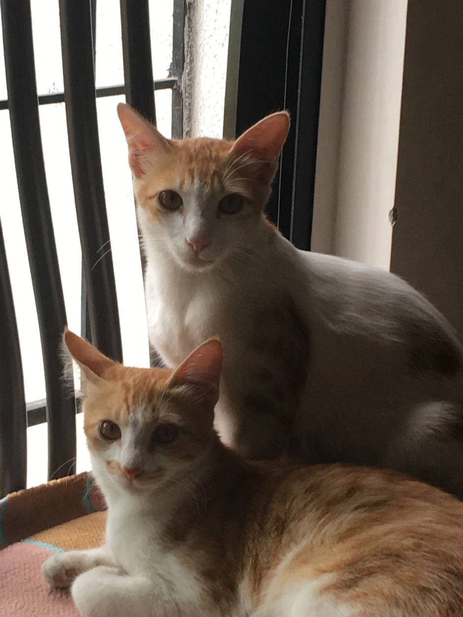 Life’s lessons from my feline gurus! - Pierian Spring Learning Ventures