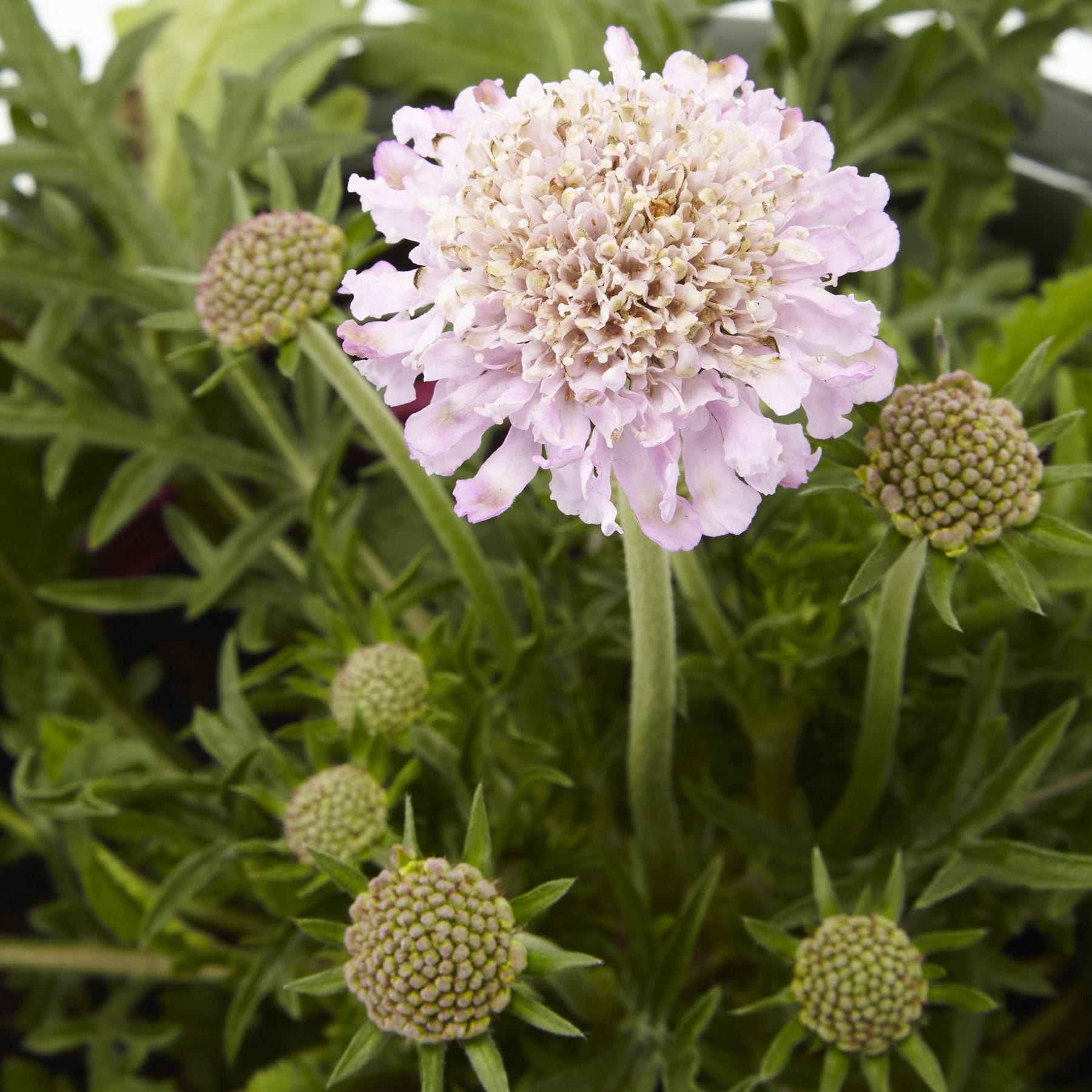 Scabiosa columbaria 'Pink Mist' 10 - 15 cm - Sproutl