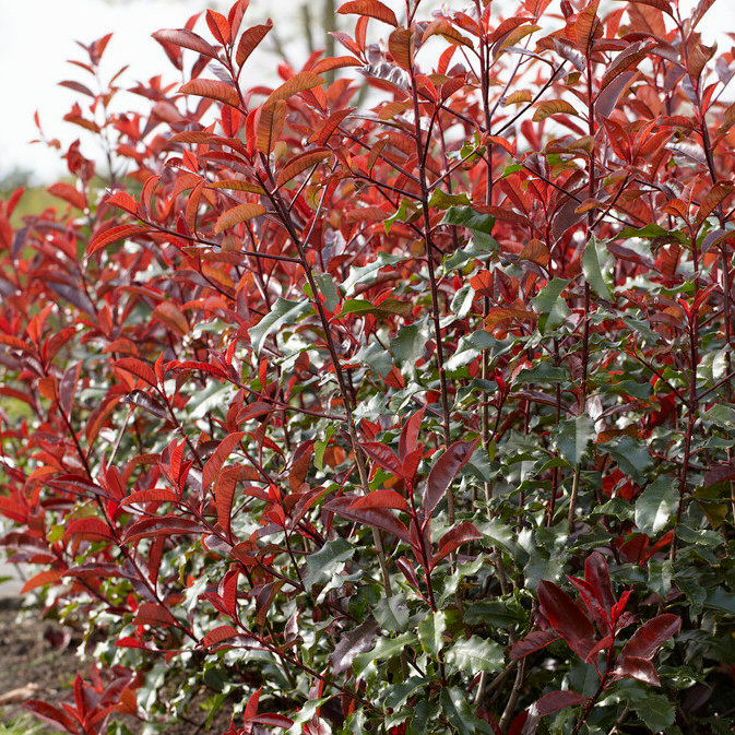 Photinia x fraseri 'Magical Volcano' - Sproutl
