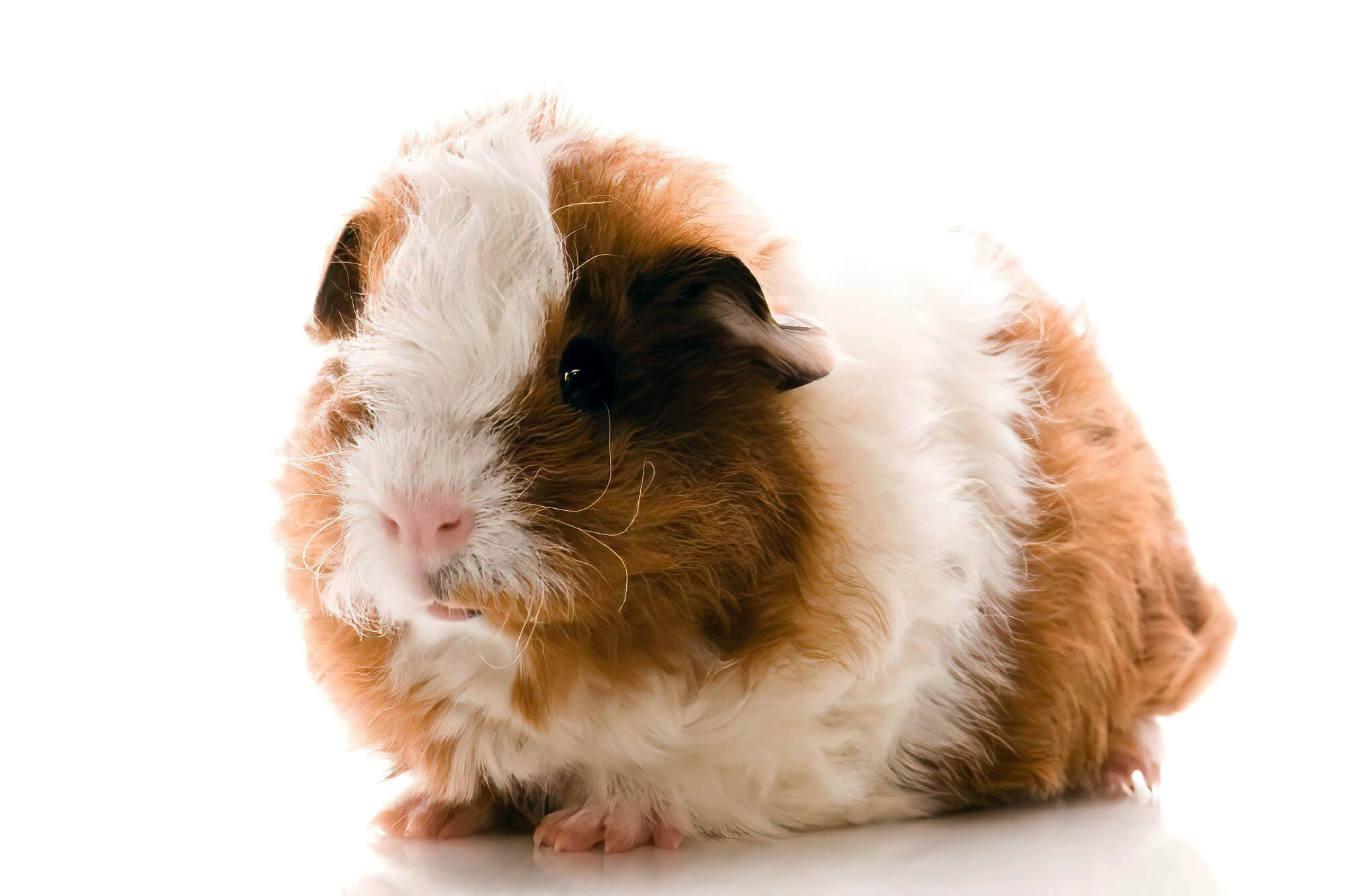Why Is My Guinea Pig Always Hungry? - Planet Pet