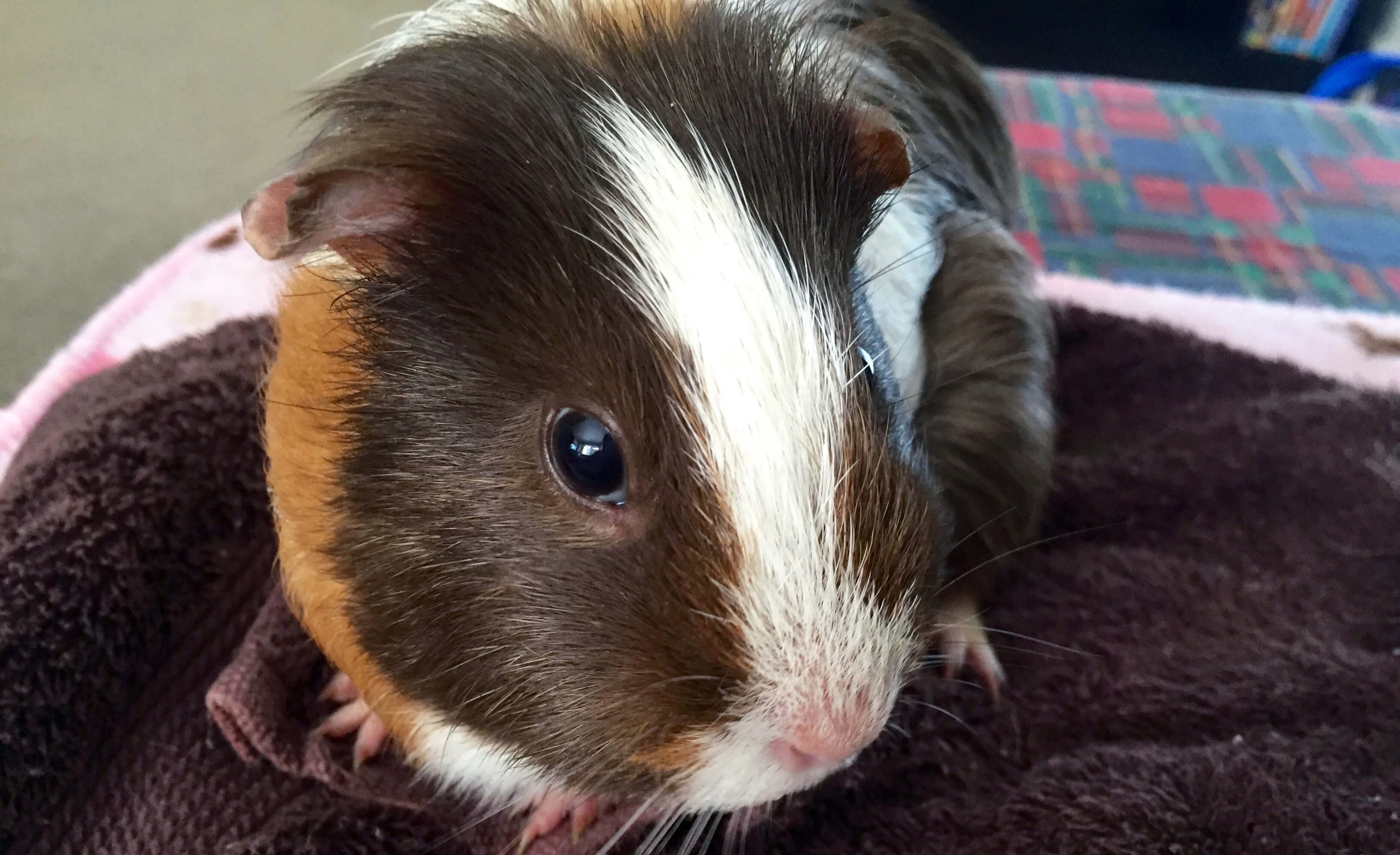 Guinea Pig vs Rabbit - Planet Pet