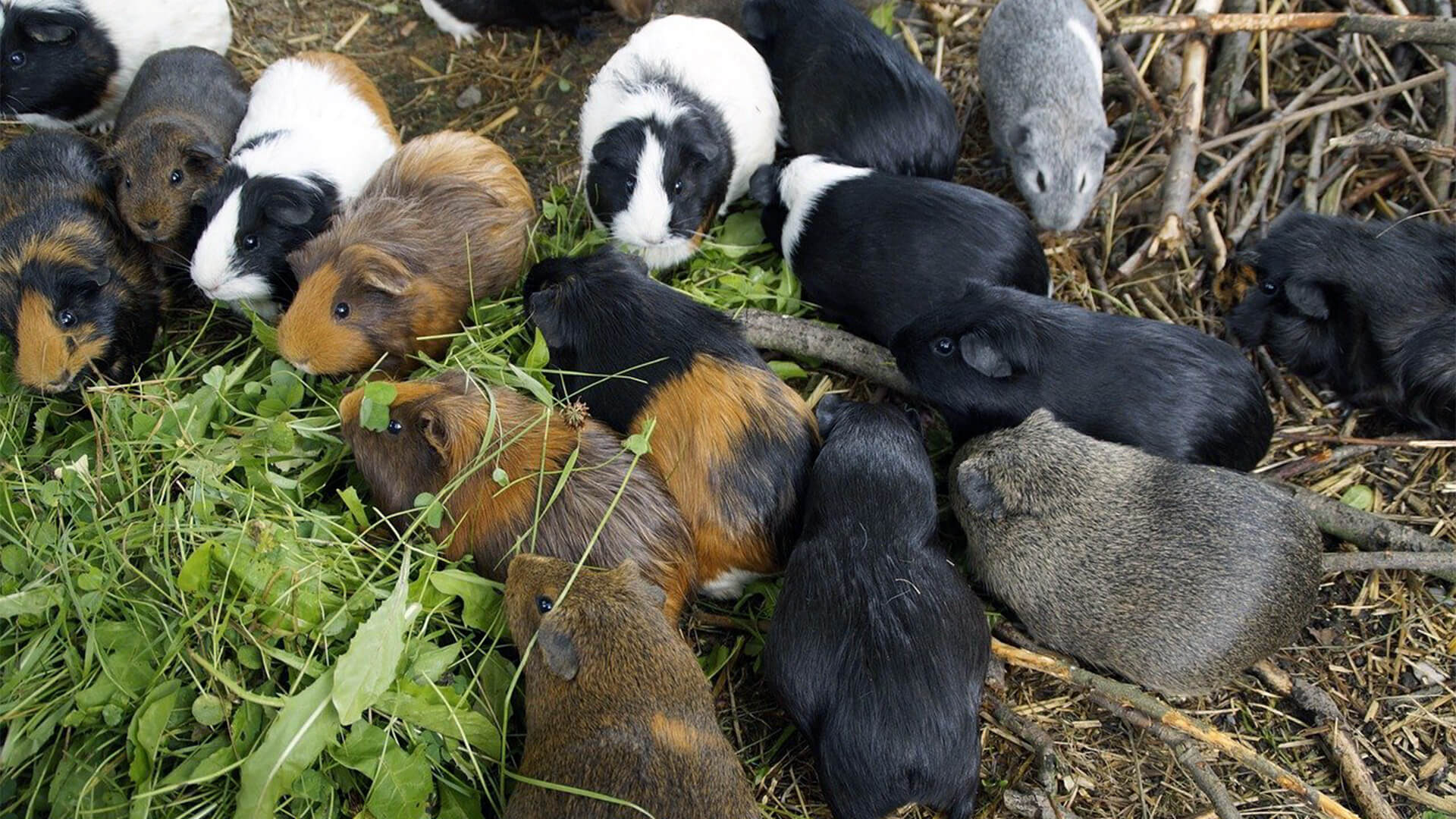 Ultimate List of All Guinea Pig Breeds 2021 - Planet Pet