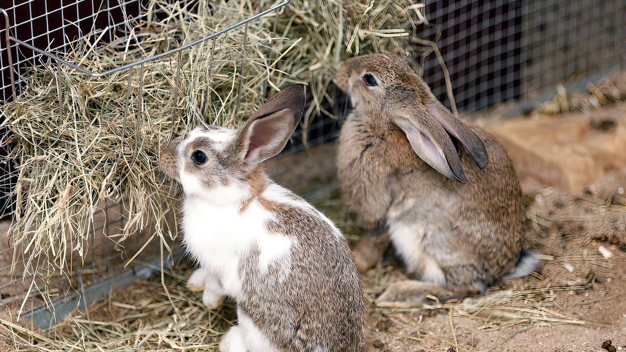Straw or Hay? What to Feed Rabbits & Guinea Pigs? - Planet Pet