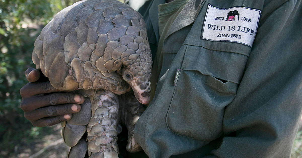 Evolve or Perish? Global Action on Illegal Wildlife Trade | Royal ...