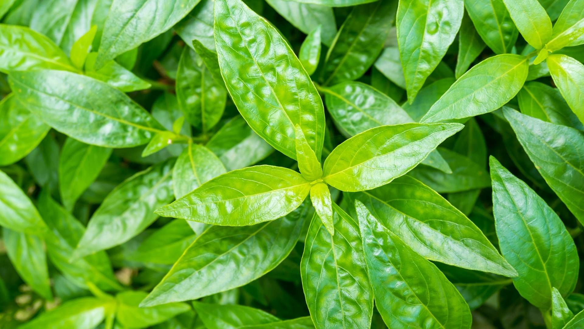 Standardized Herbal Extracts | Star Hi Herbs