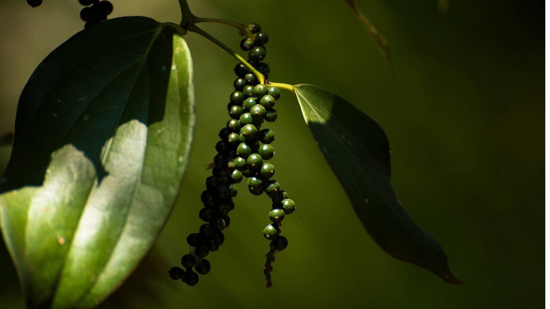 Standardized Herbal Extracts | Star Hi Herbs