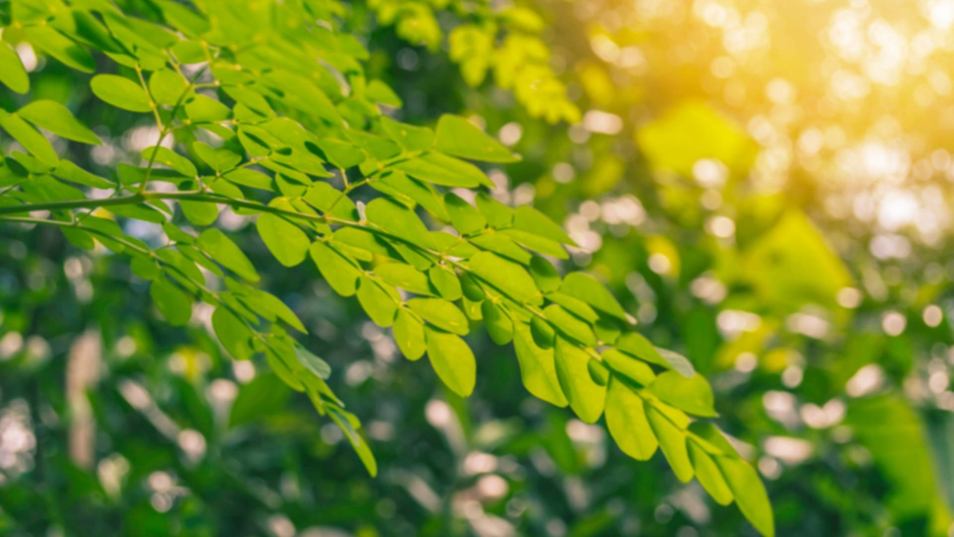 Standardized Herbal Extracts | Star Hi Herbs