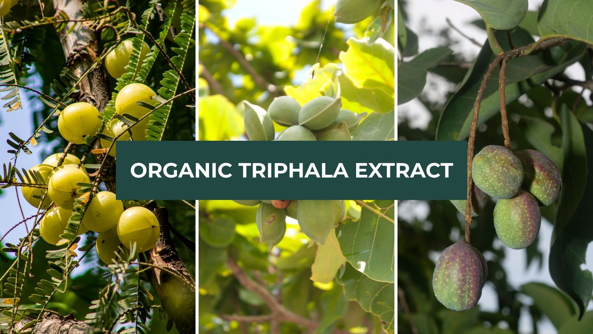 Organic Extracts | Star Hi Herbs