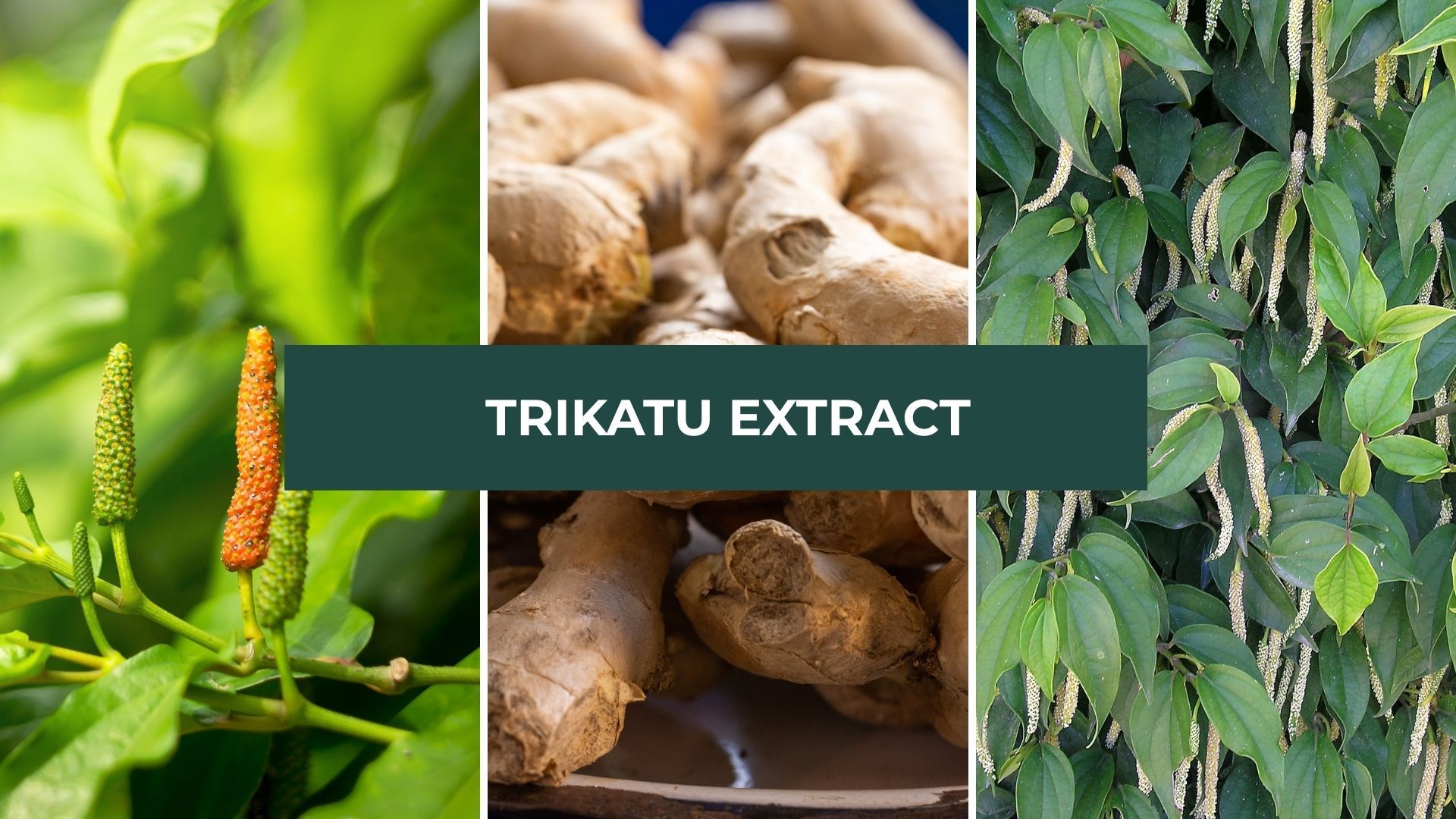 Standardized Herbal Extracts | Star Hi Herbs