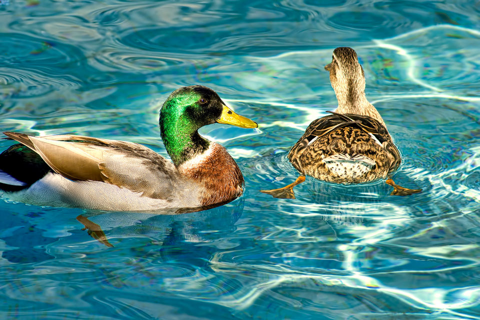 How To Deter Ducks From Getting Into Your Pool - 11 Methods