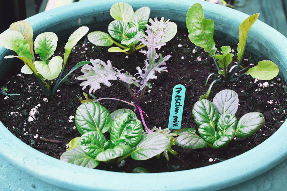 5 Best Succulents to Grow Indoors | Print A Pot