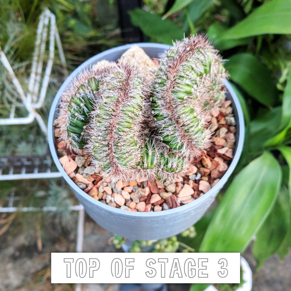 Midsize Roman Terrace Garden Pot | Print A Pot