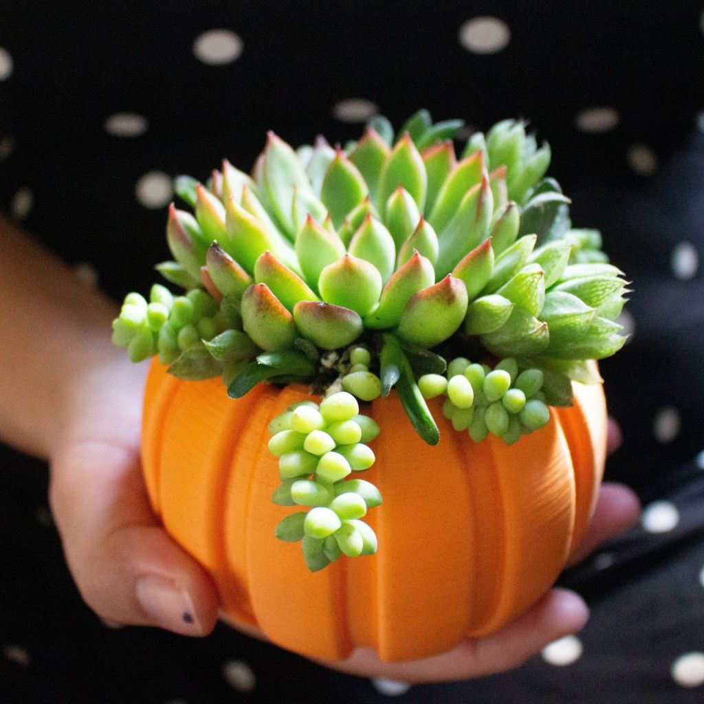 Medium Succulent in a Pumpkin Planter | Print A Pot