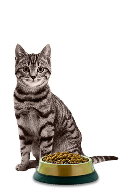 Categorie: Voeding voor kat - Puro