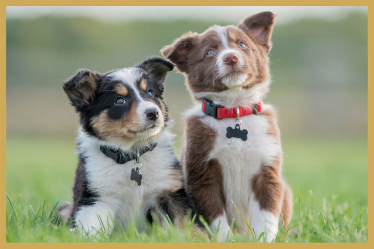 Puro - Let your pet smile!