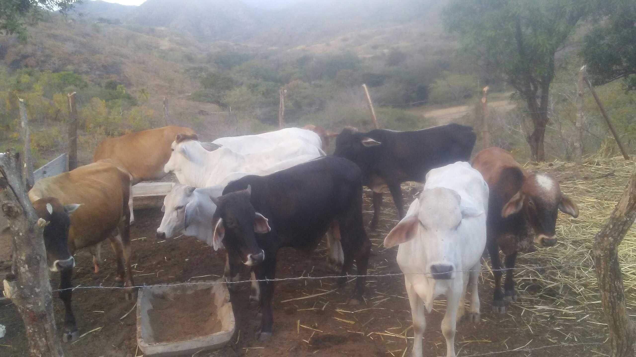 Mautes Para Cria AgroVentasVenezuela