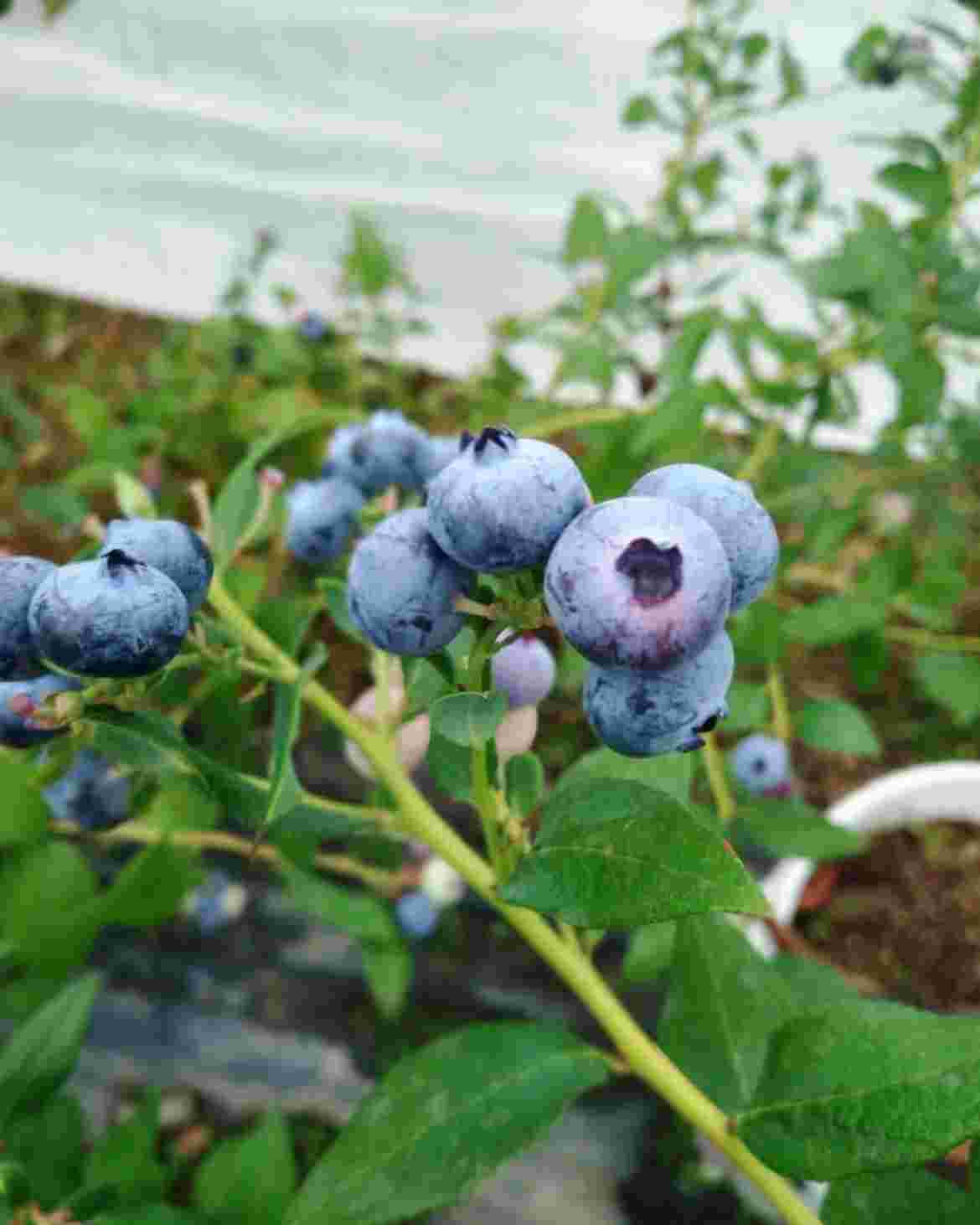 Bluberry | kamalnurseryhp.com