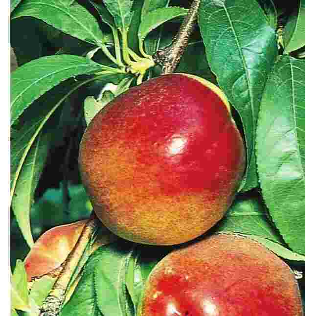 Red Gold Nectarine | kamalnurseryhp.com