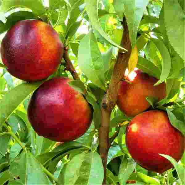 Red Gold Nectarine | kamalnurseryhp.com