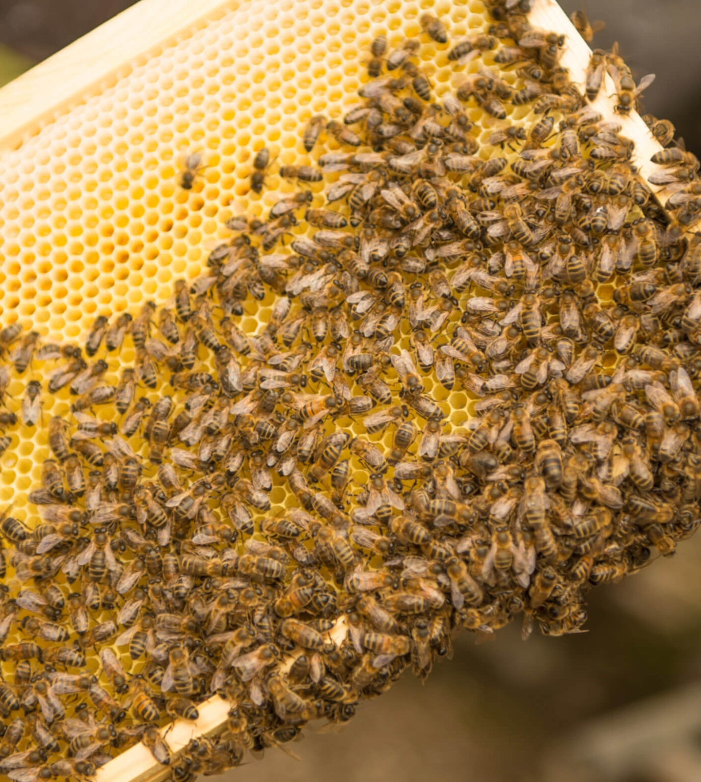 Quince Honey | Devon Honey | Honey Source