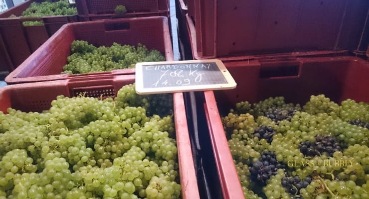 5 Important Factors in Producing Good Champagne | Glass Of Bubbly