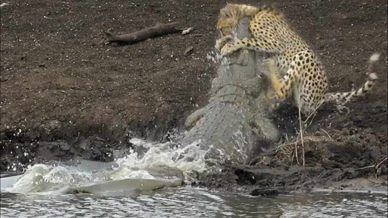 Crocodile kills Cheetah in Kruger park - ReaderBuddy