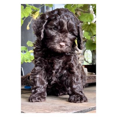 Kaya Moon Oodles - Cavoodles, responsible breeder in Western Australia ...