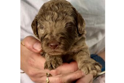 GROODLES by KAYA MOON OODLES, responsible breeder in Western Australia ...