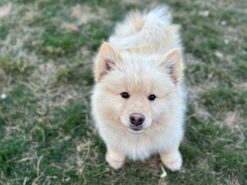 Finnish Lapphund puppies available from responsible breeders | RightPaw