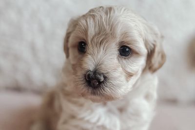 Bogan Moodles, responsible breeder in Queensland - RightPaw