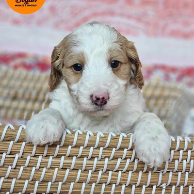 Bogan Spoodles, responsible breeder in Queensland - RightPaw
