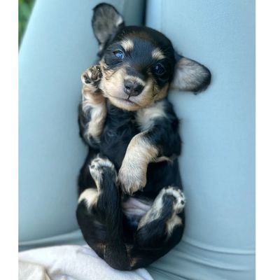 Long Dog Squad Miniature Dachshunds, responsible breeder in Queensland ...